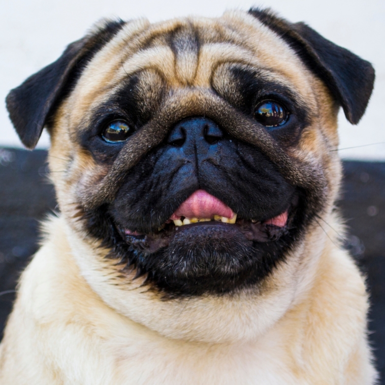 Chinese Pug Dog | History, Traits and Care Guide