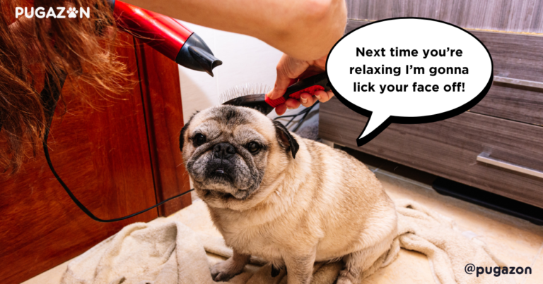 Pug Care Tips | 20 Essential Tips for a Happy, Healthy Pug