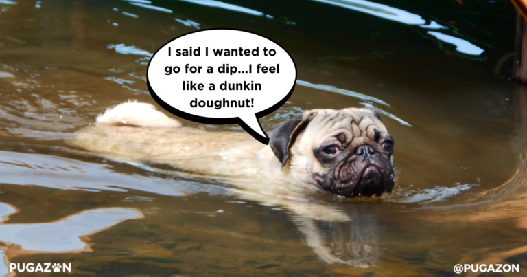 Pug Care Tips | 20 Essential Tips for a Happy, Healthy Pug