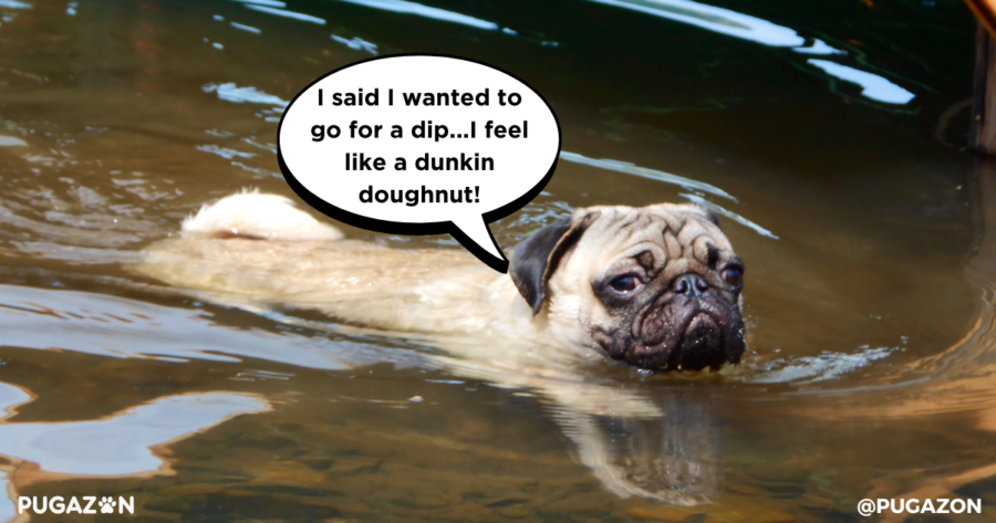 Pug Care Tips | 20 Essential Tips for a Happy, Healthy Pug