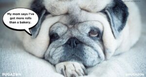 Pug Care Tips | 20 Essential Tips for a Happy, Healthy Pug