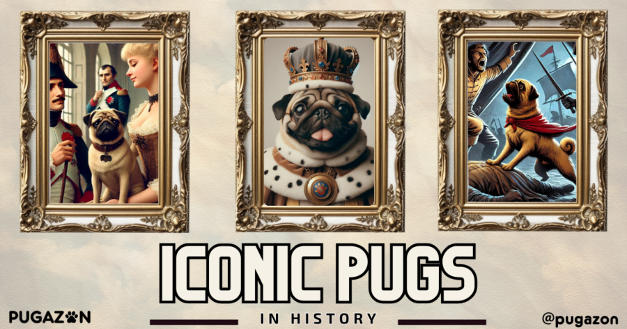 Pom-A-Pug (Pomeranian Pug Mix) – Traits, Health & Buying Guide