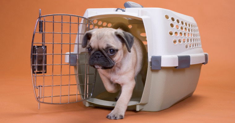 Pom-A-Pug (Pomeranian Pug Mix) – Traits, Health & Buying Guide