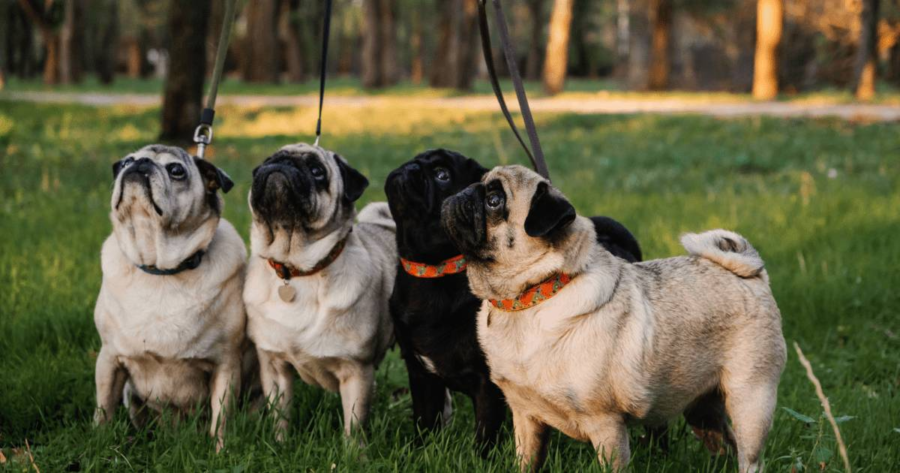 Frug Dog (Pug French Bulldog Mix): Traits, Care & Health