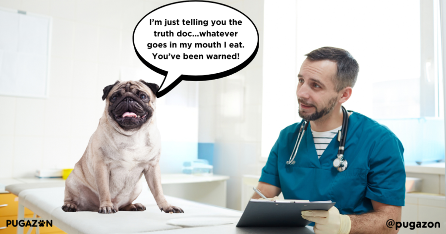 Pug Care Tips | 20 Essential Tips for a Happy, Healthy Pug