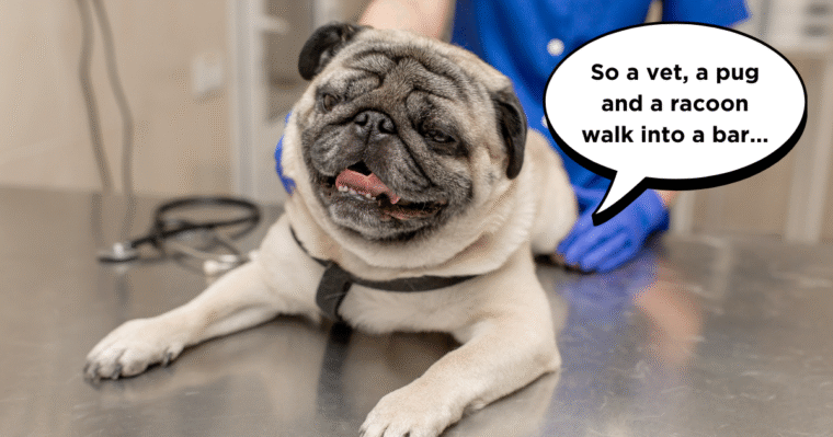 Pug Obesity: Comprehensive Guide to Prevention & Management