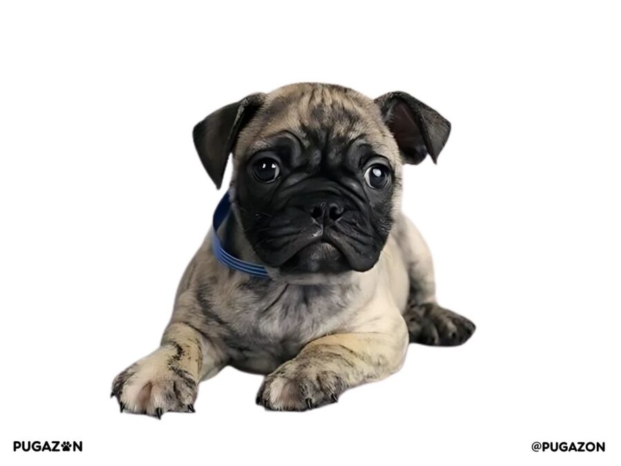 Rare Color Pugs: Guide to Blue, Chocolate & Lilac Coats