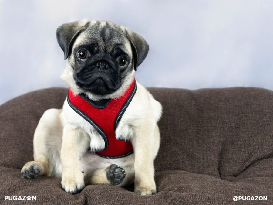 Pug Adoption: Trusted Rescues, Costs & Process Explained