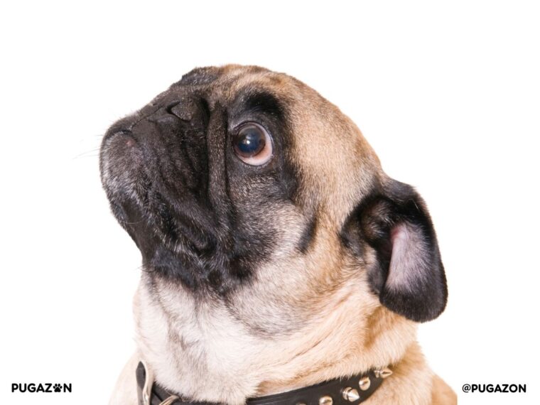 Fawn Pugs: Complete Guide to History, Care & Puppies