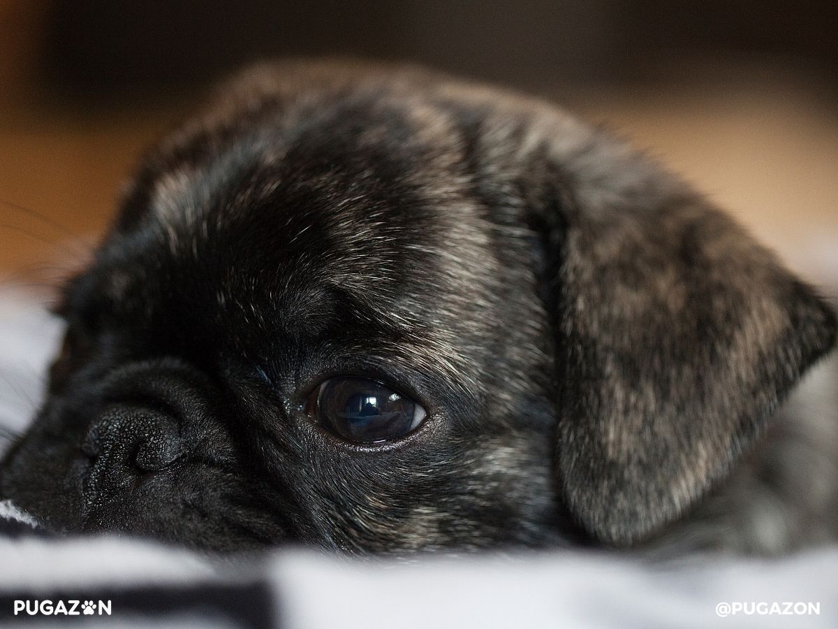 Brindle Pugs: Complete Guide to Traits, Care & Buying Puppies
