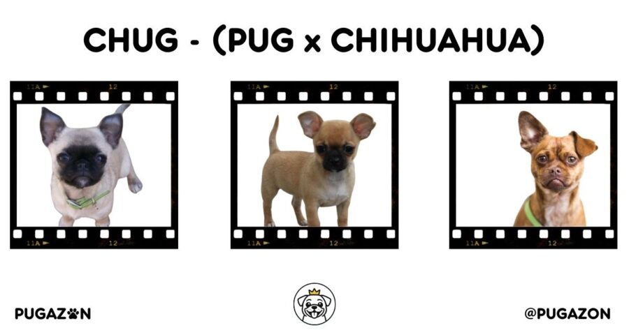 Pug Tzu (Pug Shih Tzu Mix): Breed Traits, Health & Tips