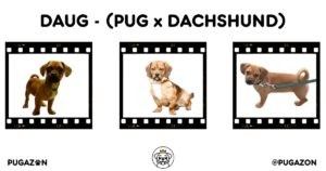 Daug Dog (Pug Dachshund Mix): Traits, Health & Adoption Guide