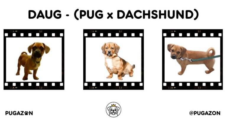 Brindle Pugs: Complete Guide to Traits, Care & Puppies