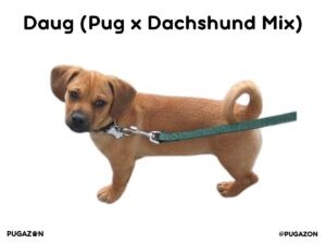 Daug Dog (Pug Dachshund Mix): Traits, Health & Adoption Guide