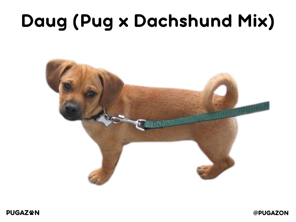 Daug Dog (Pug Dachshund Mix): Traits, Health & Adoption Guide