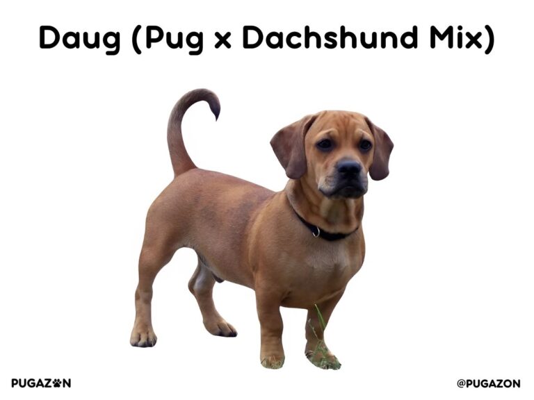 Daug Dog (Pug Dachshund Mix): Traits, Health & Adoption Guide