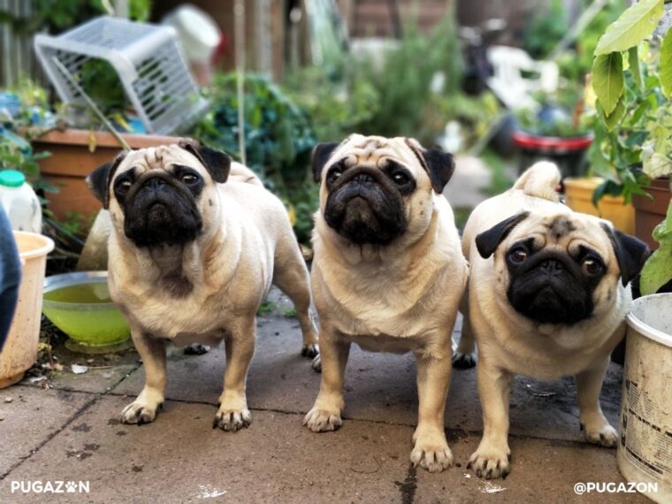 Fawn Pugs: Complete Guide to History, Care & Puppies