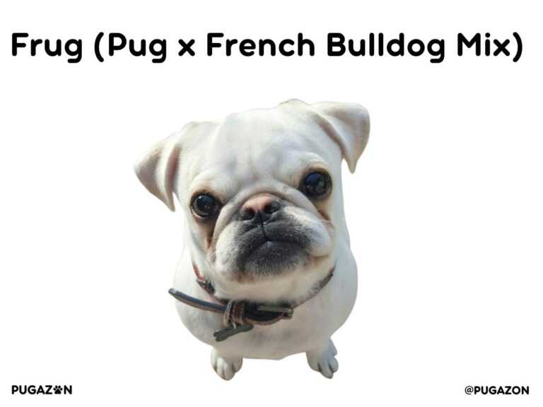 Frug Dog (Pug and French Bulldog Mix): Traits, Care & Health Info