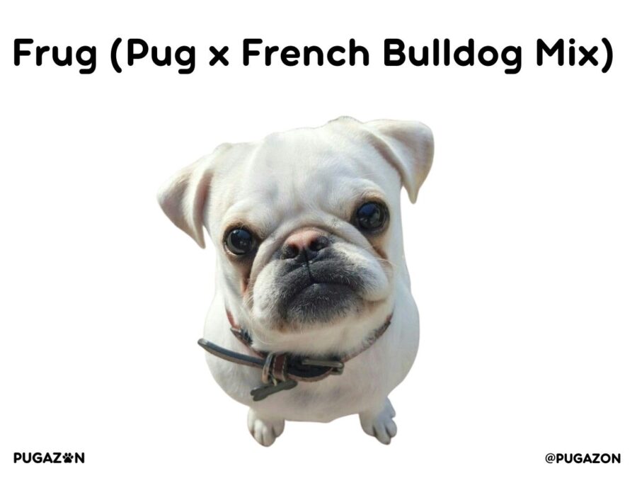 Frug Dog (Pug and French Bulldog Mix): Traits, Care & Health Info