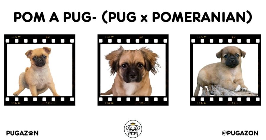 Fawn Pugs: Complete Guide to History, Care & Puppies