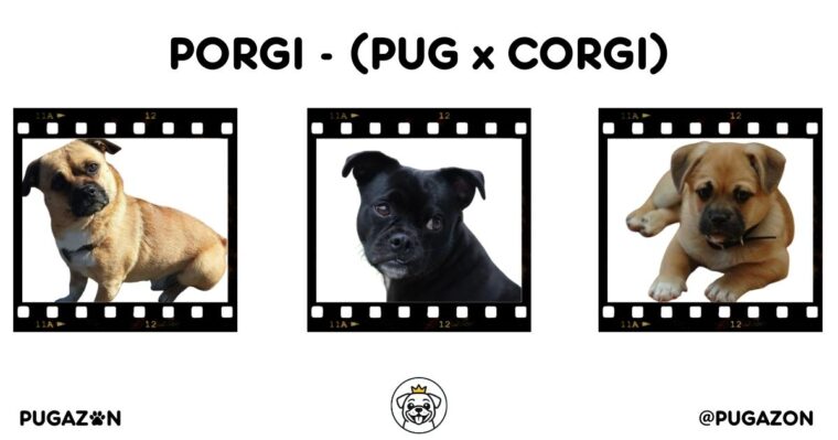 Porgi (Pug & Welsh Corgi Mix): Complete Guide to Traits & Care