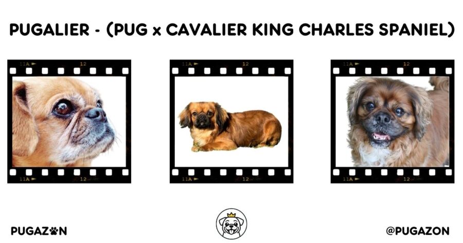 Pugalier Dog (Pug & Cavalier King Charles Spaniel) – Dogs Guide