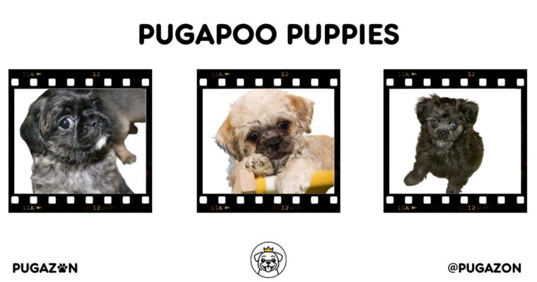 Pugapoo (Pug Poodle Mix): Complete Guide to Traits & Care