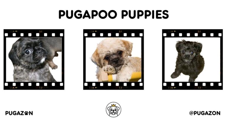 Pugapoo (Pug Poodle Mix): Complete Guide to Traits & Care