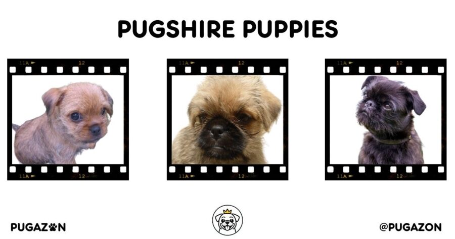 The History of Pugs: From Ancient Palaces to Pop Culture