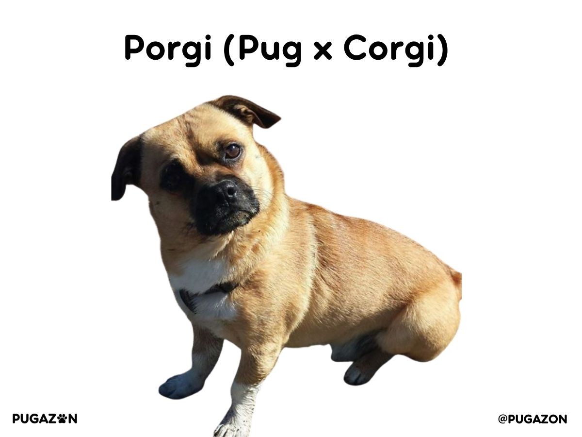 Porgi (Pug & Welsh Corgi Mix): Complete Guide to Traits & Care