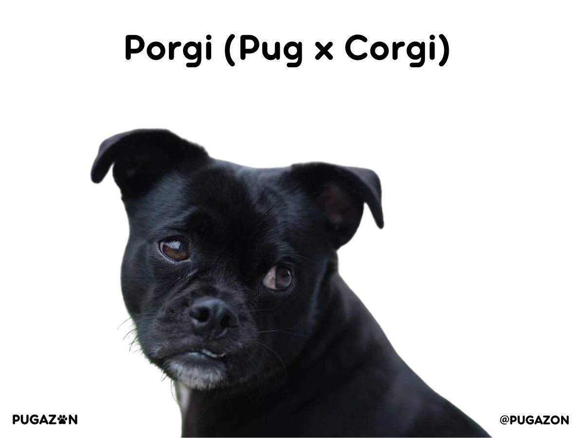 Porgi (Pug & Welsh Corgi Mix): Complete Guide to Traits & Care