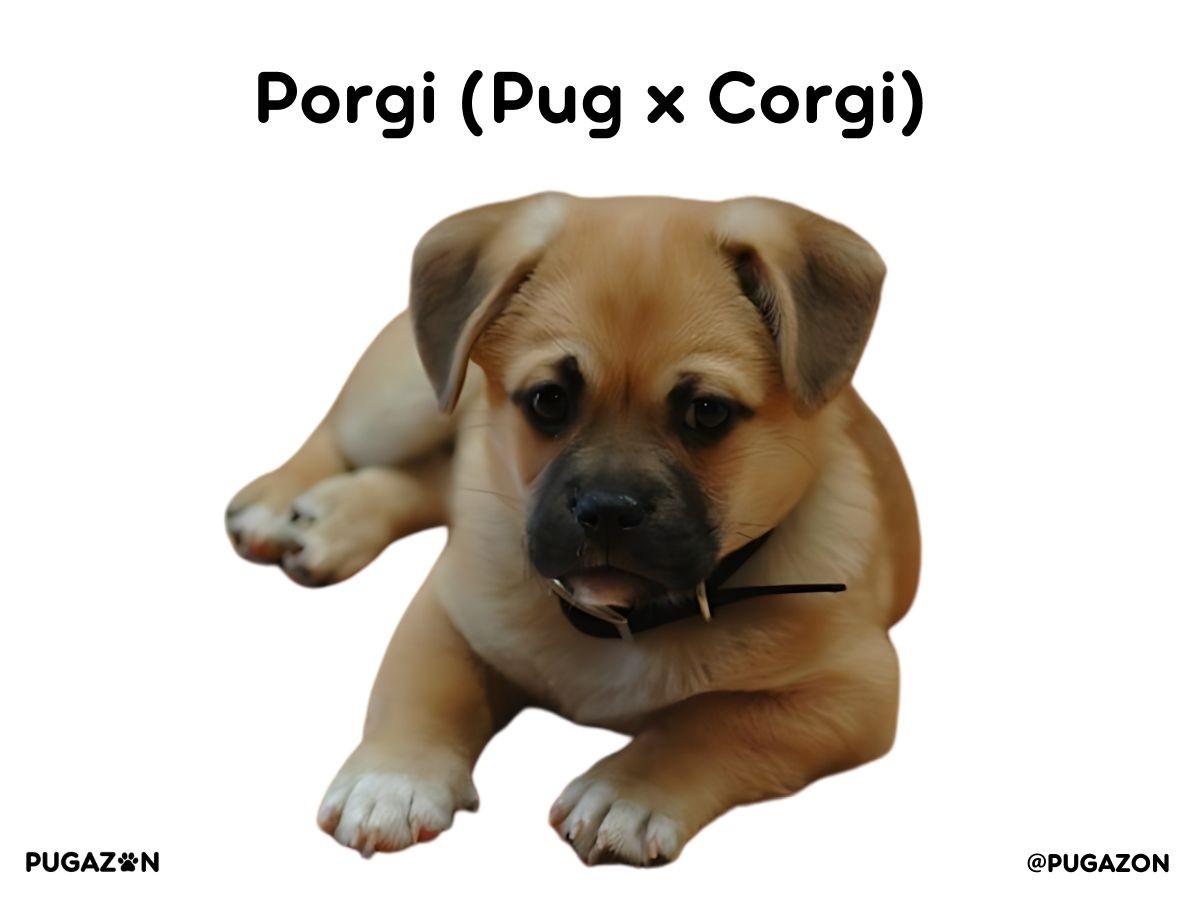 Porgi (Pug & Welsh Corgi Mix): Complete Guide to Traits & Care