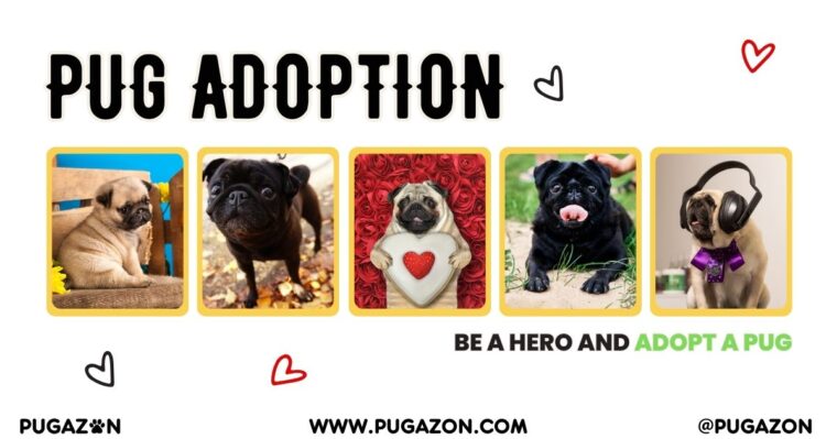 Porgi (Pug Corgi Mix): Complete Guide to Traits & Care