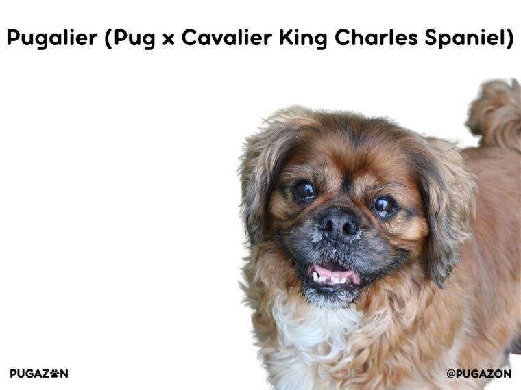 Pugalier Dog (Pug & Cavalier King Charles Spaniel) – Dogs Guide