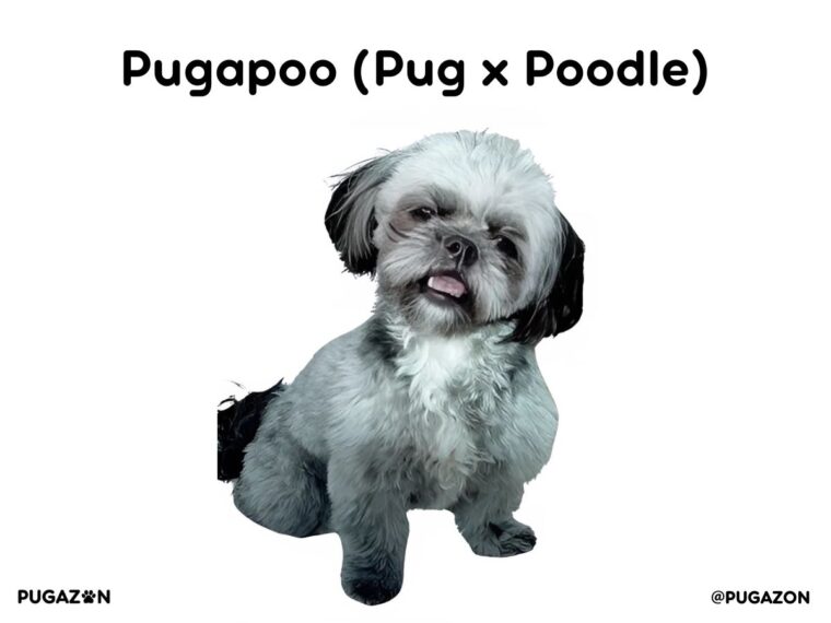 Pugapoo (Pug Poodle Mix): Complete Guide to Traits & Care