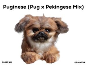 Puginese Dog (Pug Pekingese Mix): Traits, Care & Health Guide