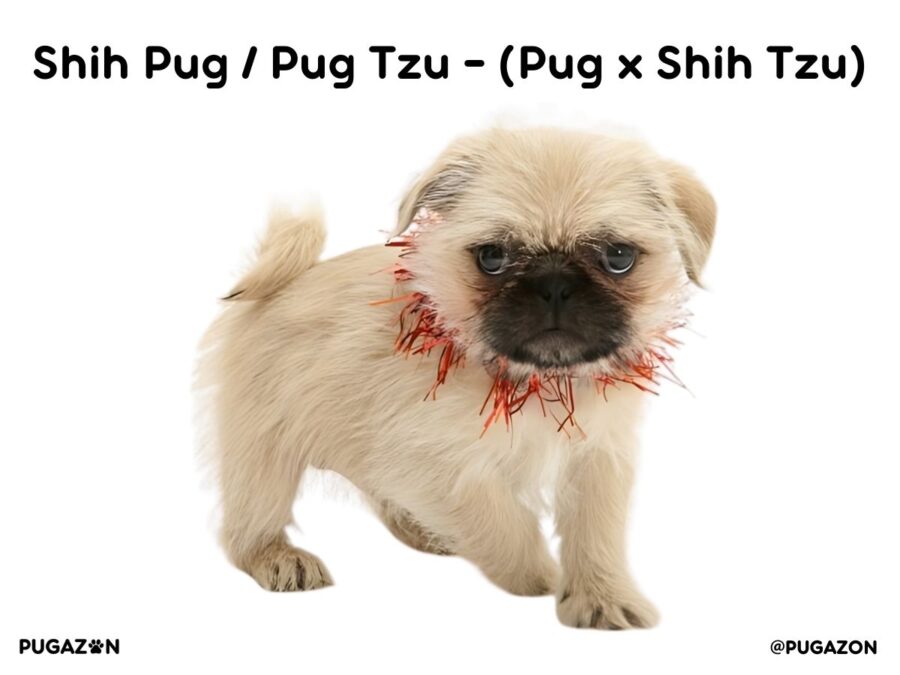 Pug Tzu (Pug Shih Tzu Mix): Breed Traits, Health & Tips