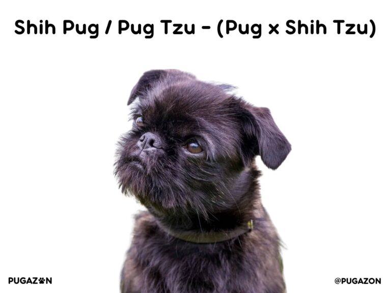 Pug Tzu (Pug Shih Tzu Mix): Breed Traits, Health & Tips