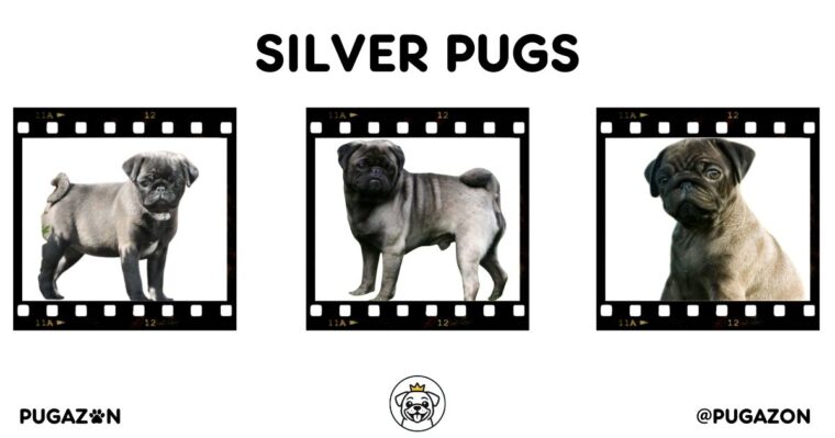 Fawn Pugs: Complete Guide to History, Care & Puppies