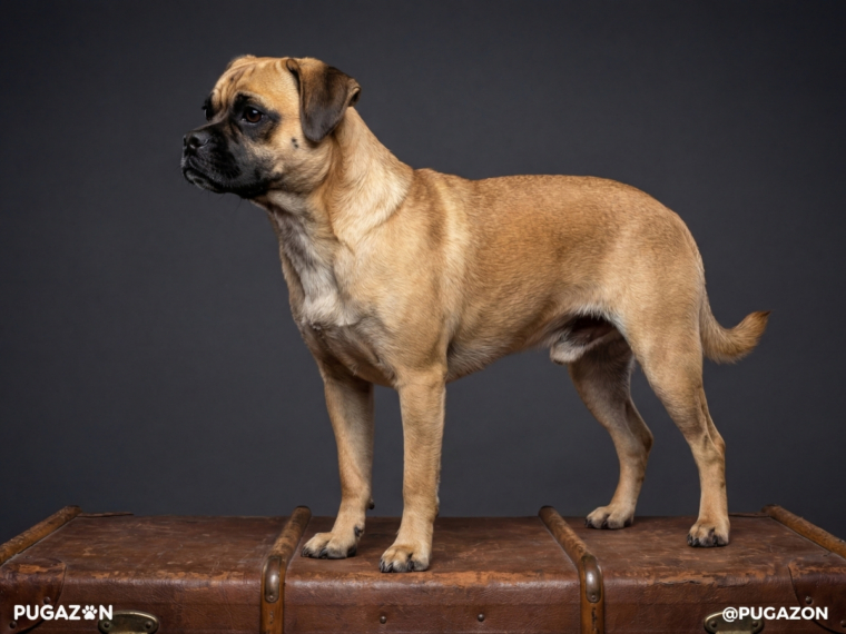 Jug Dog (Pug Jack Russell Mix): Traits, Health & Care Guide