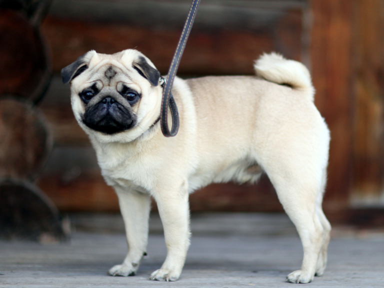 Fawn Pugs: Complete Guide to History, Care & Puppies