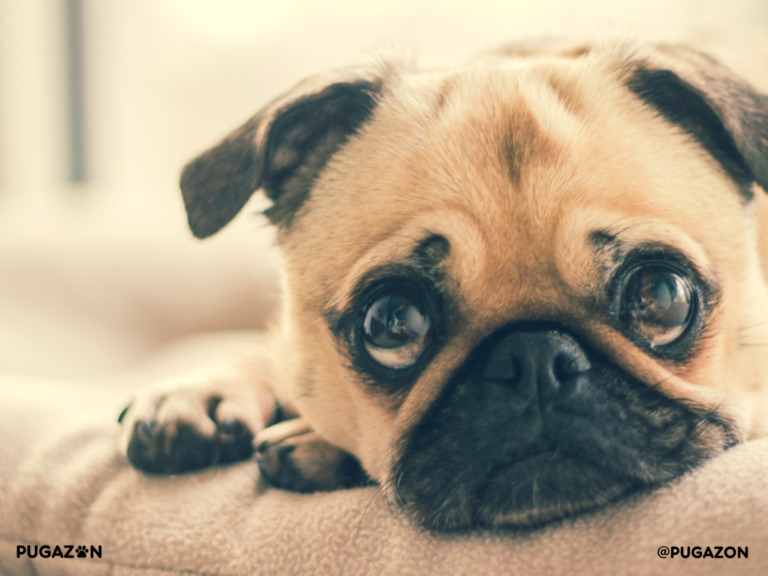 Fawn Pugs: Complete Guide to History, Care & Puppies