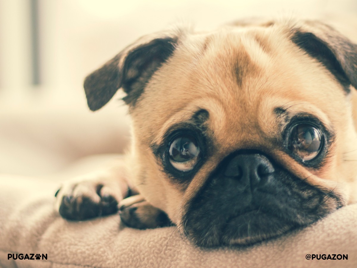 Fawn Pugs: Complete Guide to History, Care & Puppies