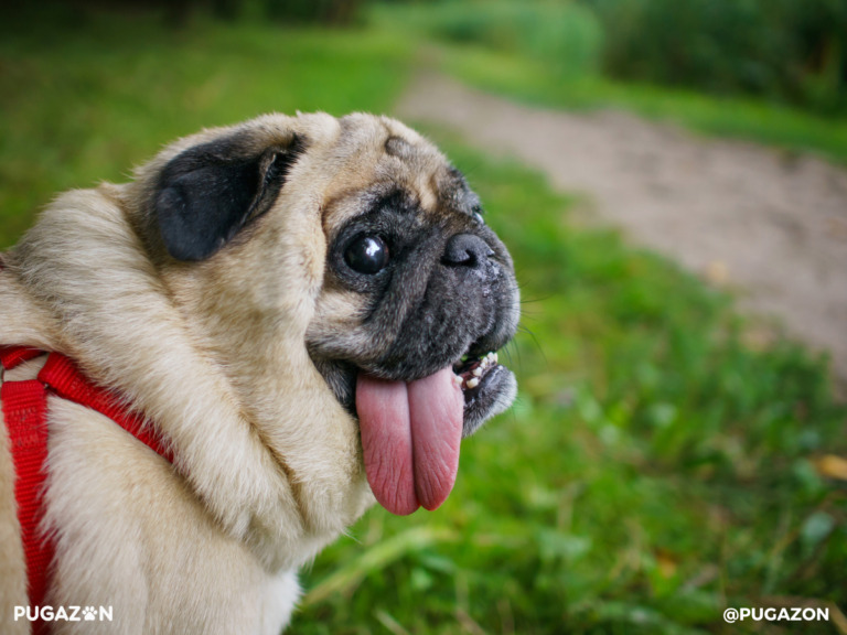 Fawn Pugs: Complete Guide to History, Care & Puppies