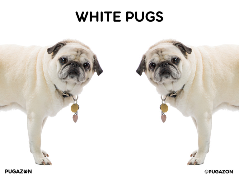 White Pugs: Complete Guide to Traits, Care & Buying Puppies