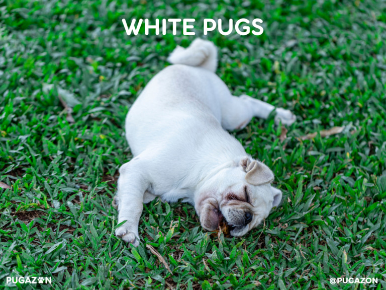 White Pugs: Complete Guide to Traits, Care & Buying Puppies