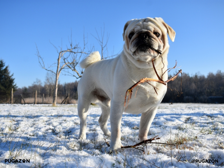 White Pugs: Complete Guide to Traits, Care & Buying Puppies