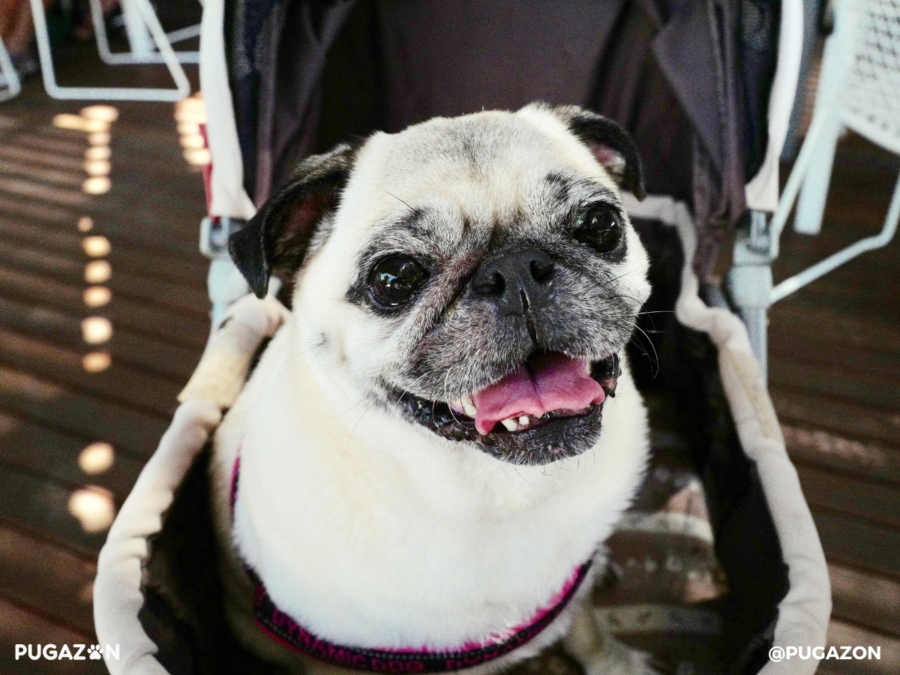 White Pugs: Complete Guide to Traits, Care & Buying Puppies