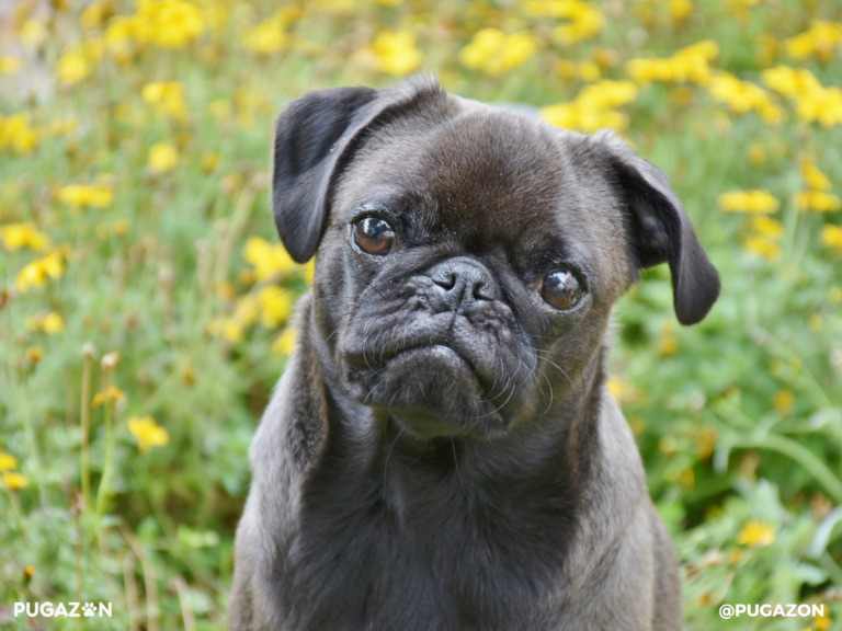 Rare Color Pugs: Guide to Blue, Chocolate & Lilac Coats