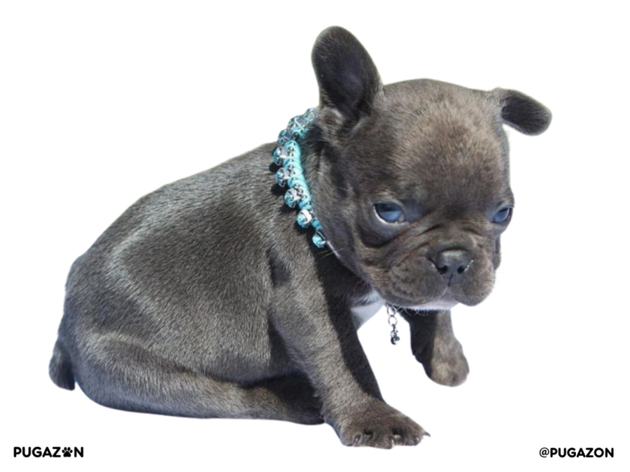 Frug Dog (Pug and French Bulldog Mix): Traits, Care & Health Info
